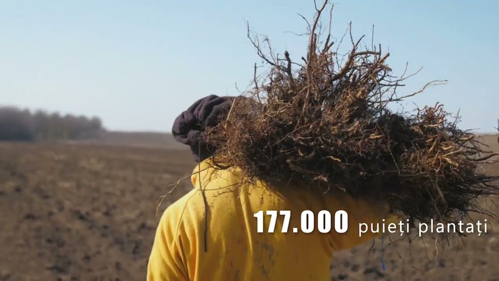 Adoptă un copac - Informații generale despre program