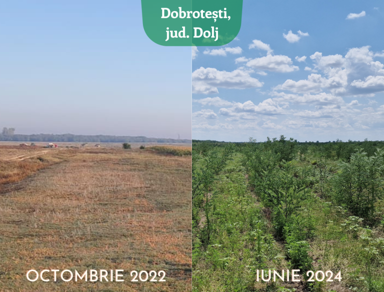 Adoptă un copac - Informații generale despre program